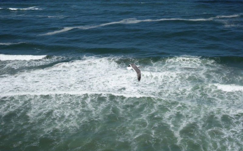 Water temperature of the Pacific Ocean - real time map and monthly ...